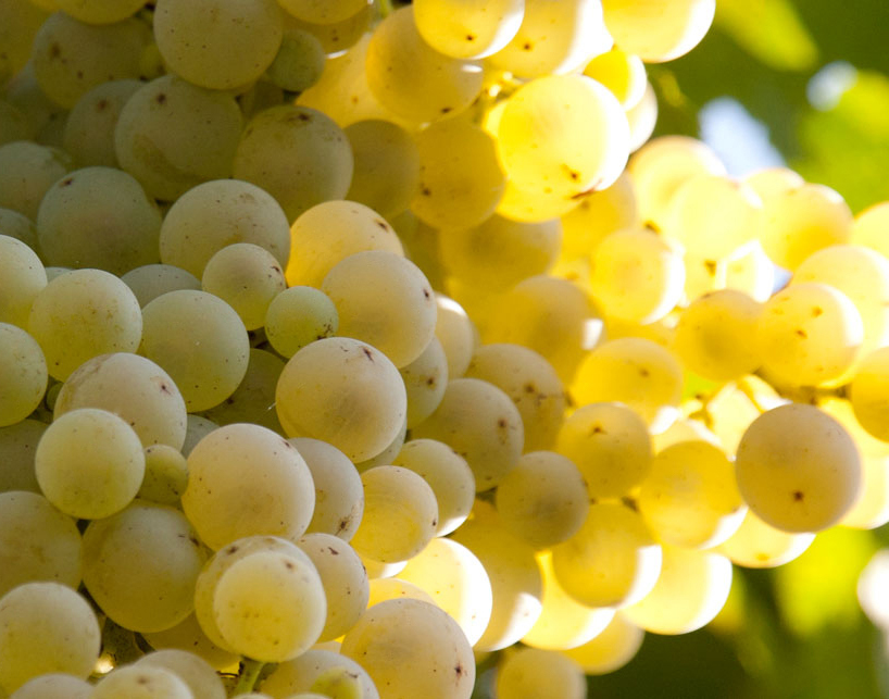 uva prosecco - Hotel Villa Condulmer
